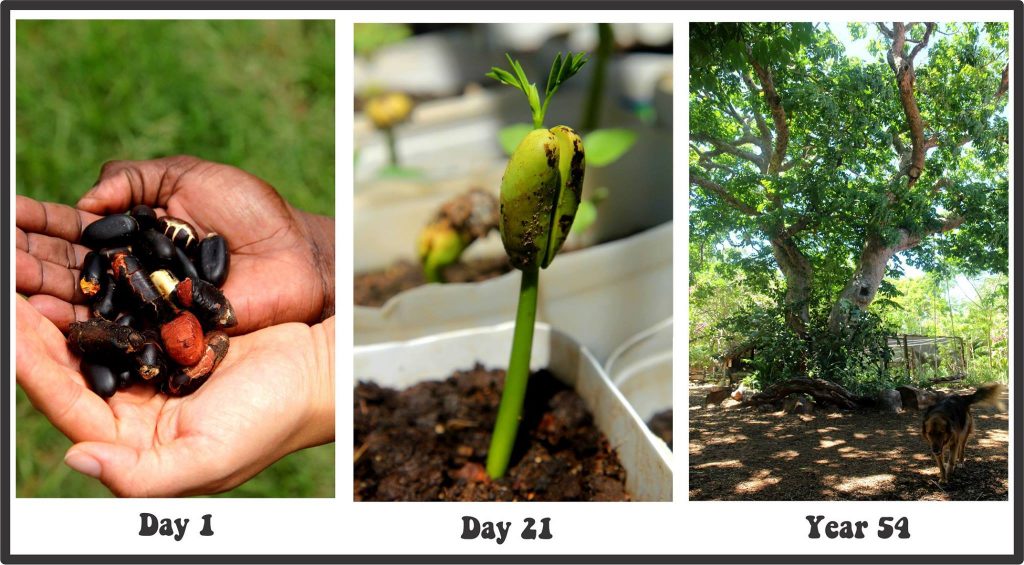 Indigenous Tree Planting – The Pamoja Odyssey